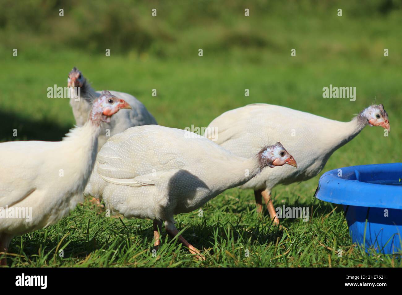 Four white Guinea fowl taking a drink from swimming pool Stock Photo ...