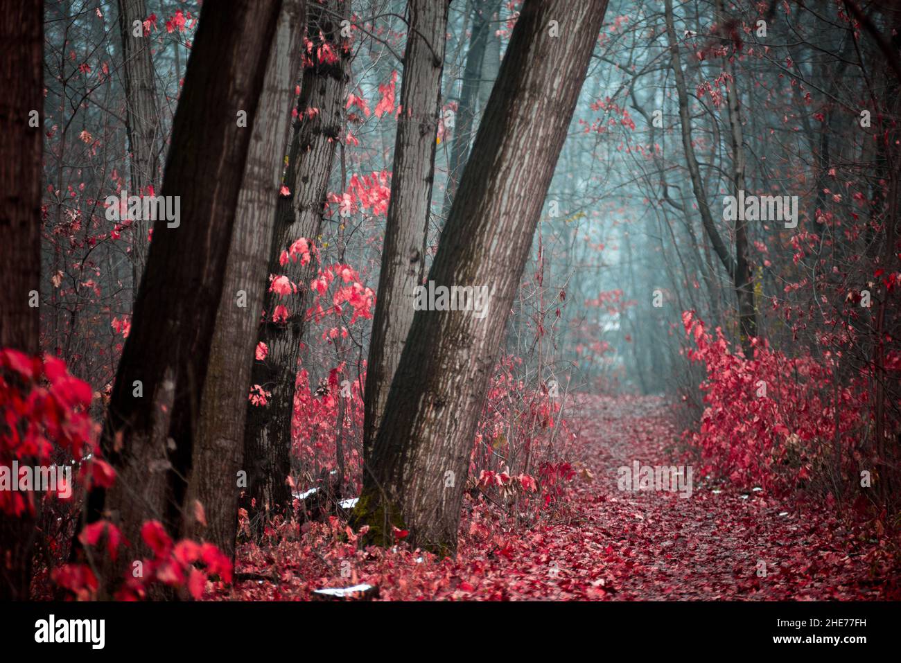 Eerie view of a mysterious forest with red leaves and tall trees with a ...