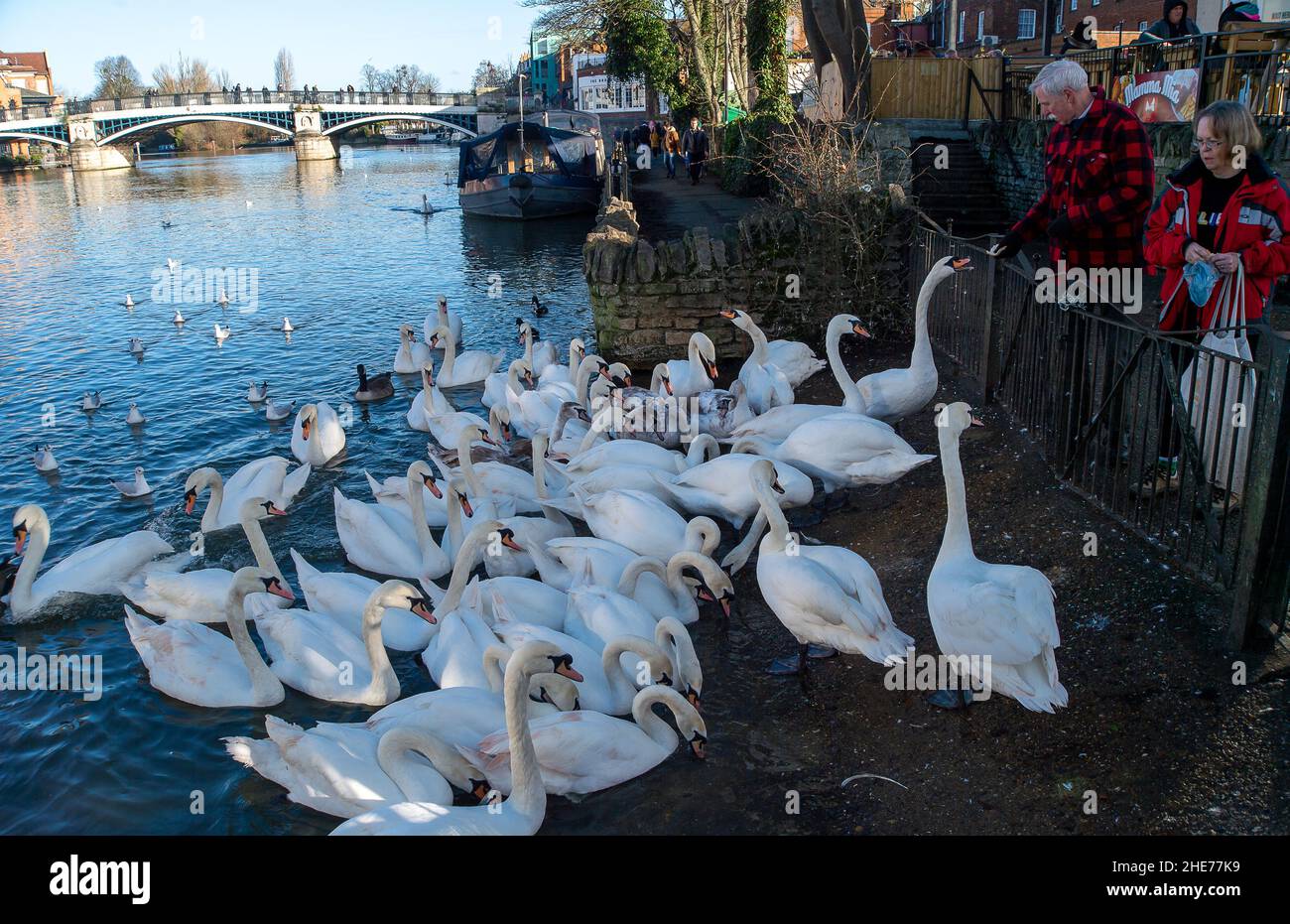 Swan deaths hi-res stock photography and images - Alamy