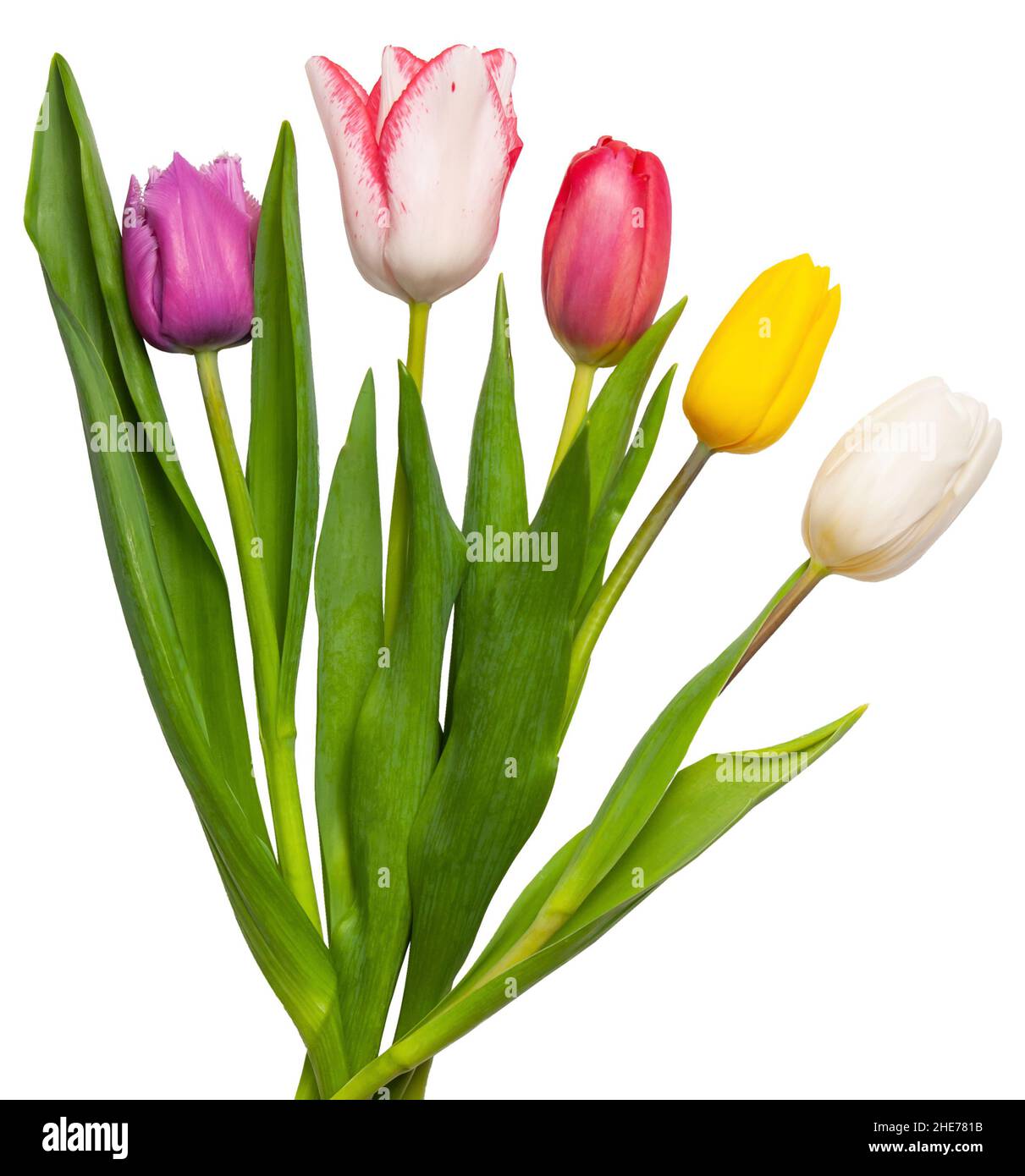 tulips isolated on white background Stock Photo - Alamy