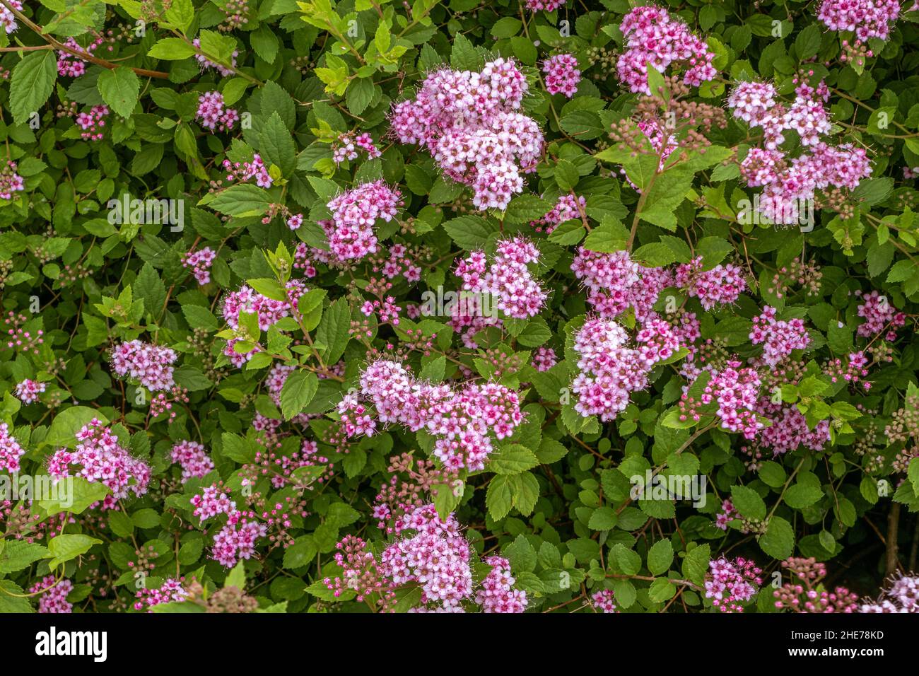 classfying of daun jejala in english - Gavin Powell