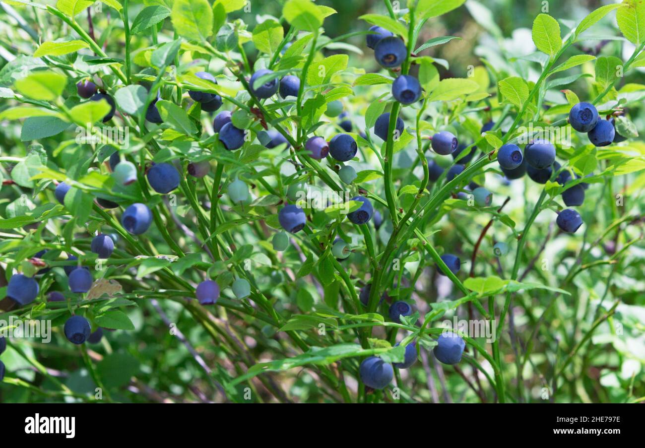 Wild bush of blueberry with fruits. Bilberry-bush. Berries on a branch ...