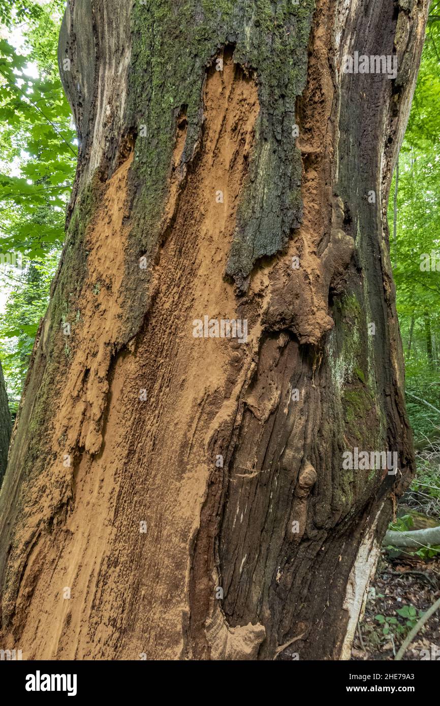 Dead European beech (Fagus sylvatica Stock Photo - Alamy