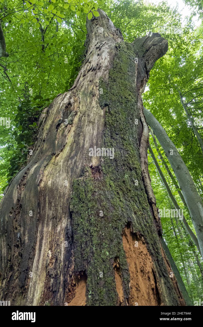 Dead European beech (Fagus sylvatica Stock Photo - Alamy