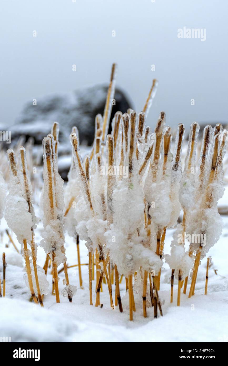 Photography with frozen pieces of ice, ice-covered grass stalks from ...