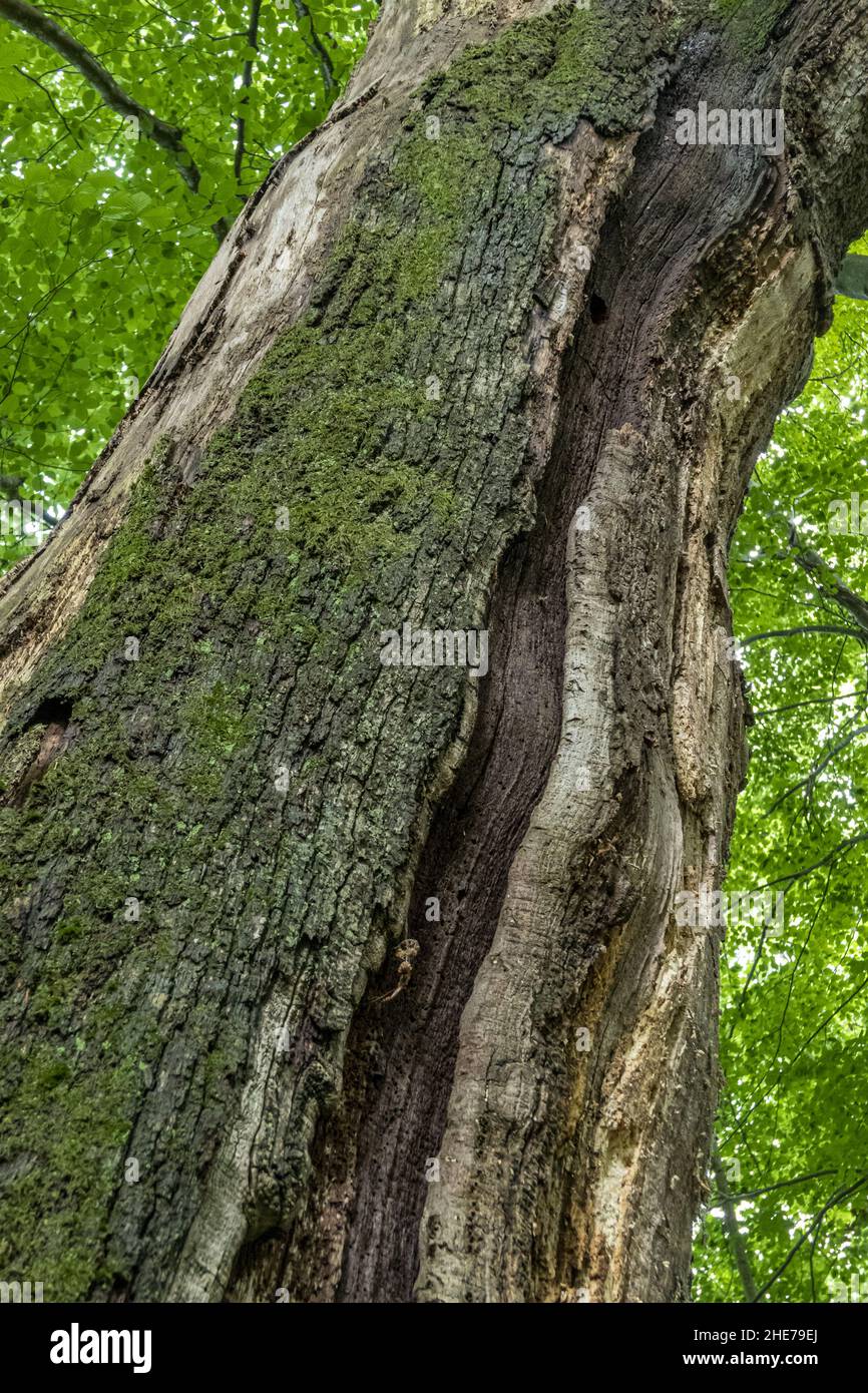 Dead European beech (Fagus sylvatica Stock Photo - Alamy