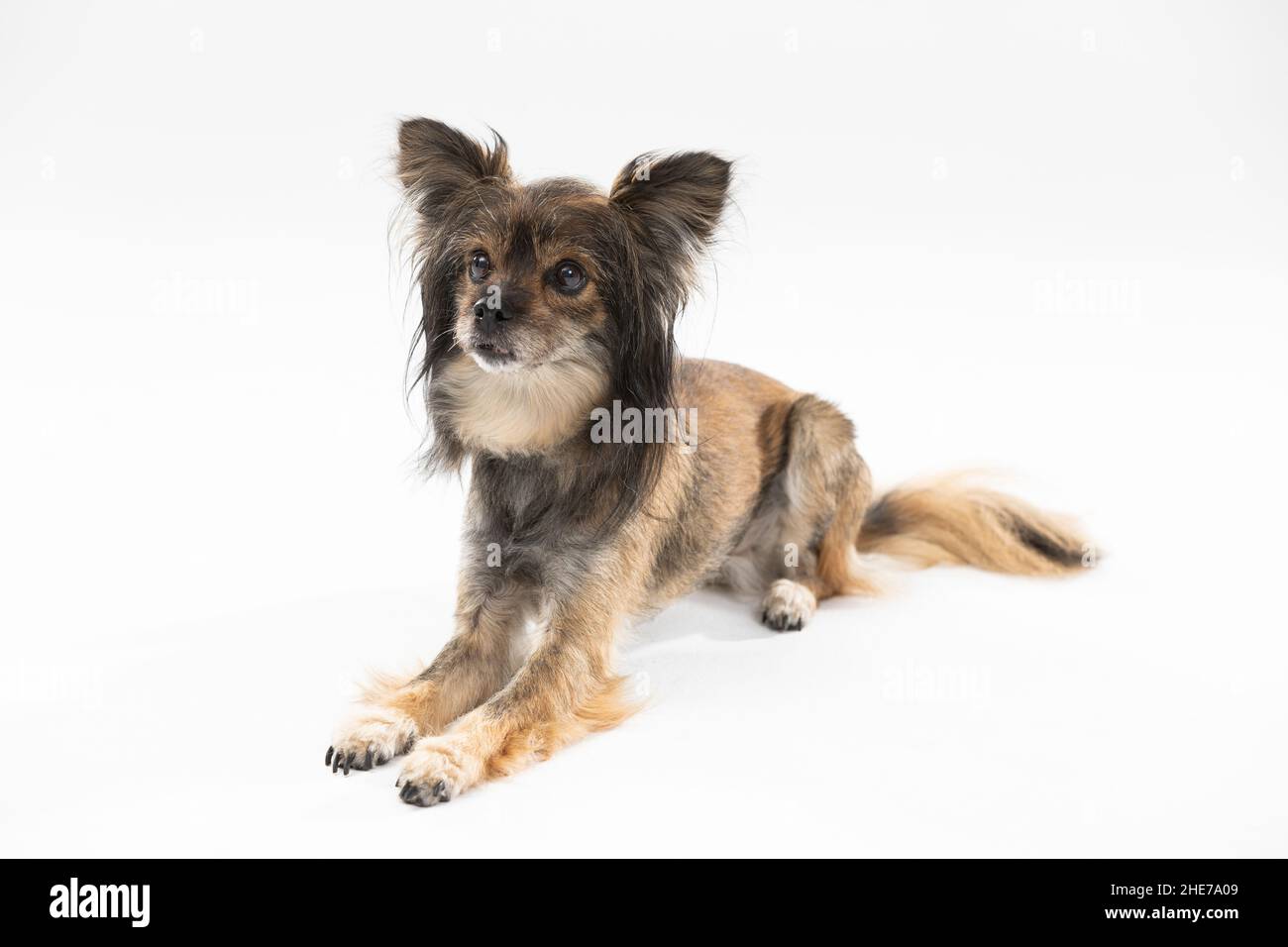 Cute Growling Dog