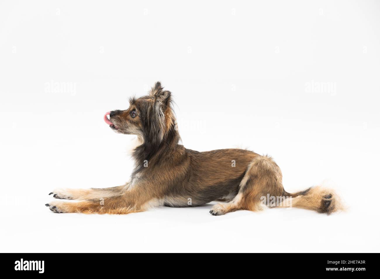 Side view of a cute dog lying down licking his nose. A multi-breed dog ...