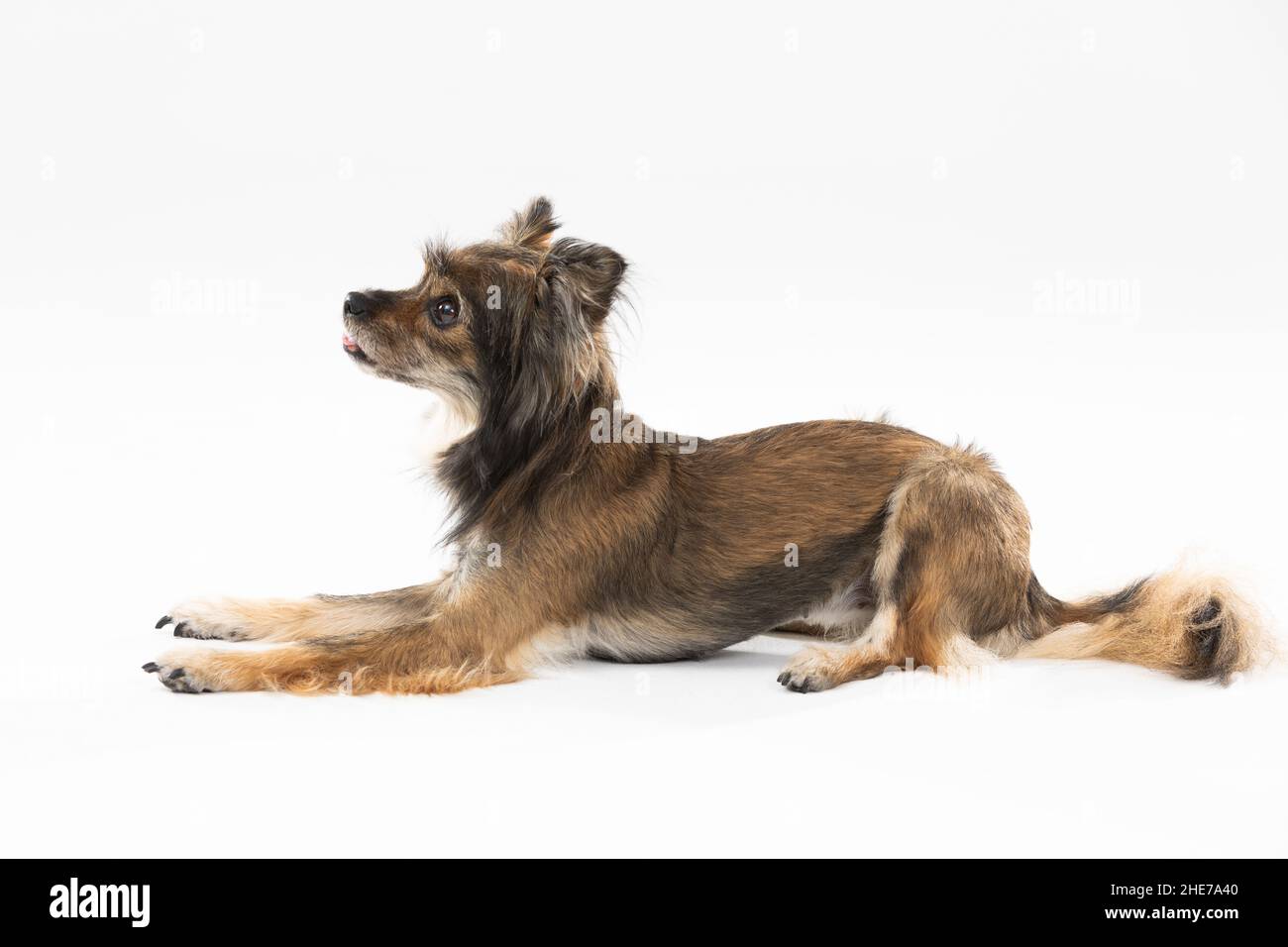 Side view of cute dog lying on white background. Multi-breed dog. He is ...