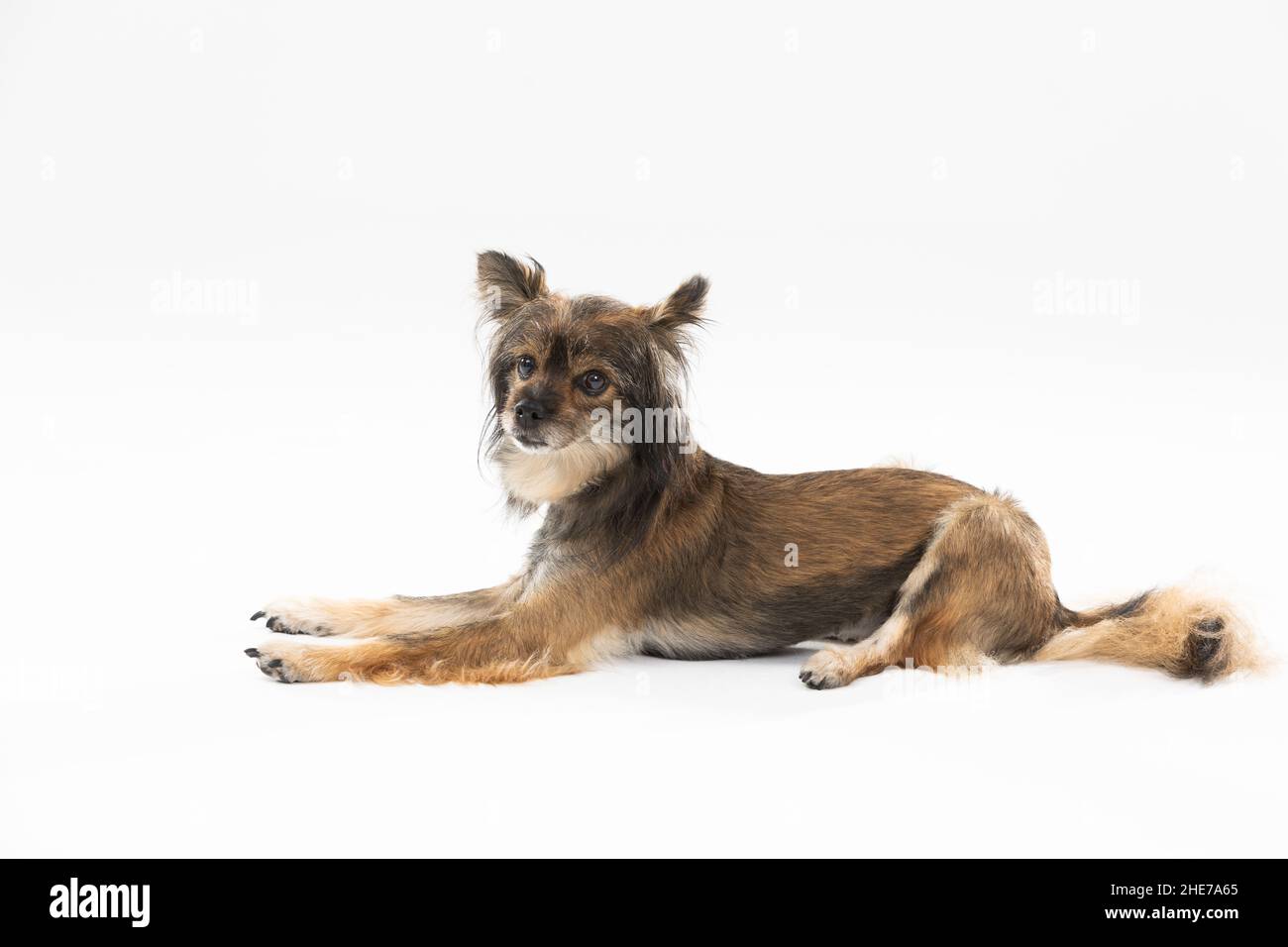Side view of a cute dog lying down looking into the camera. A multi ...