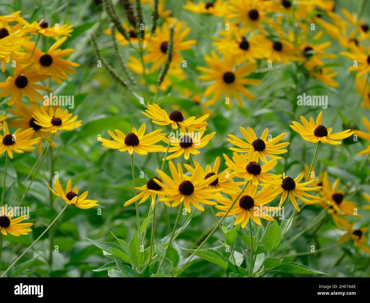 Garden of Yellow Black-eyed Susan Flowers Plants Rudbeckia hirta Stock ...