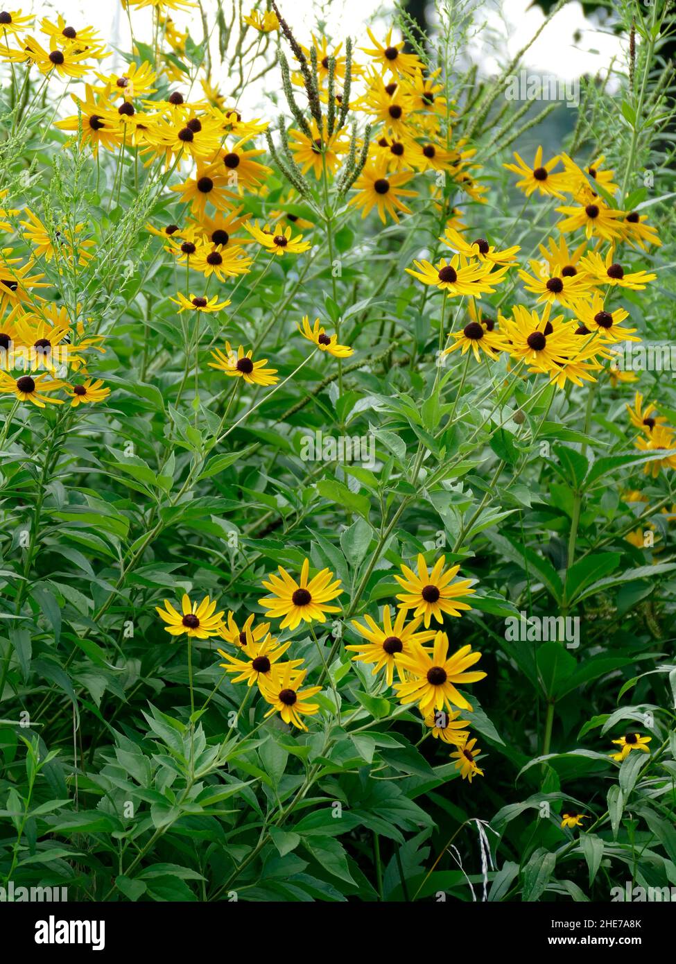 Garden of Yellow Black-eyed Susan Flowers Plants Rudbeckia hirta Stock ...