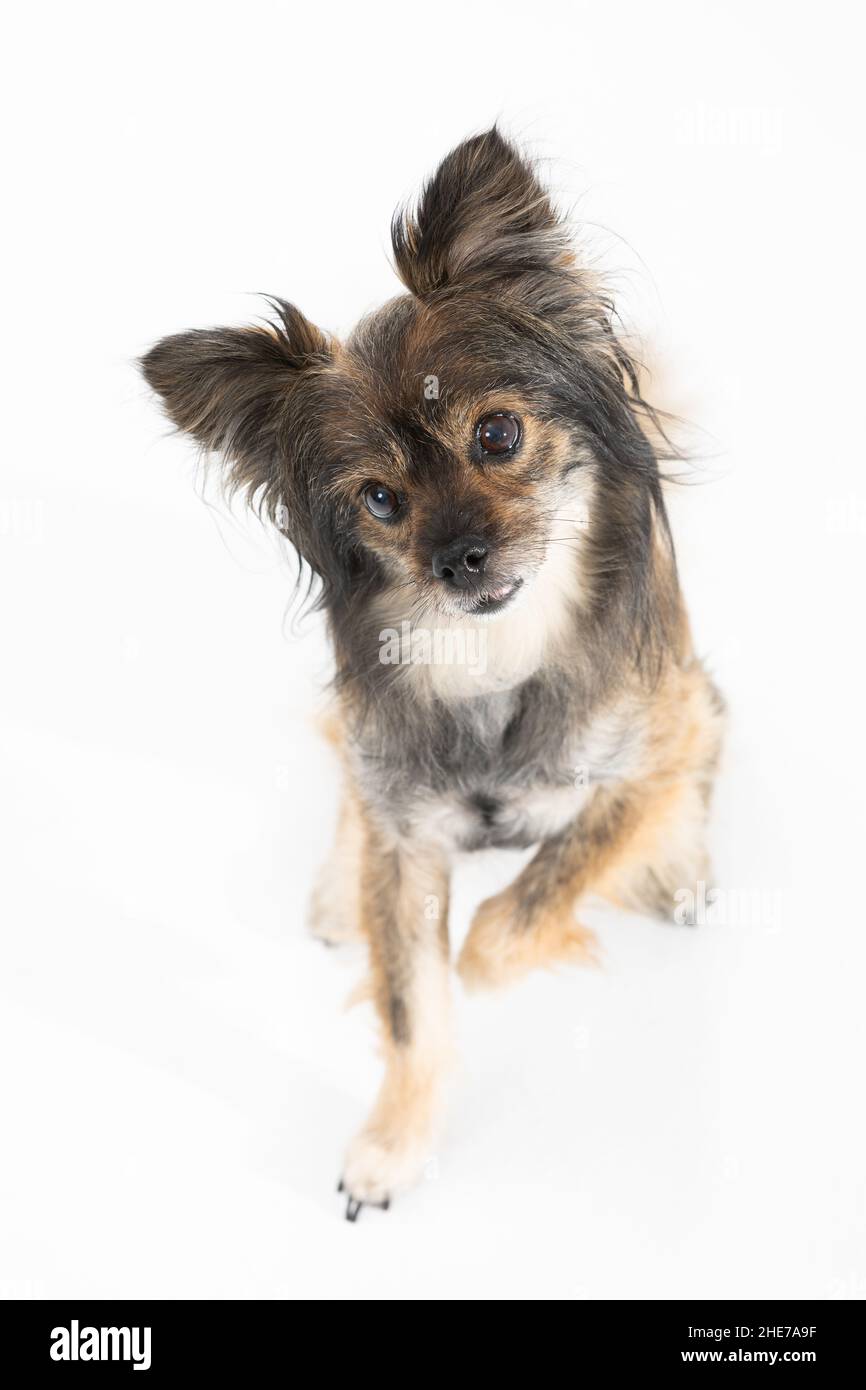 Portrait of a cute little dog sitting and raising one paw and tilting ...