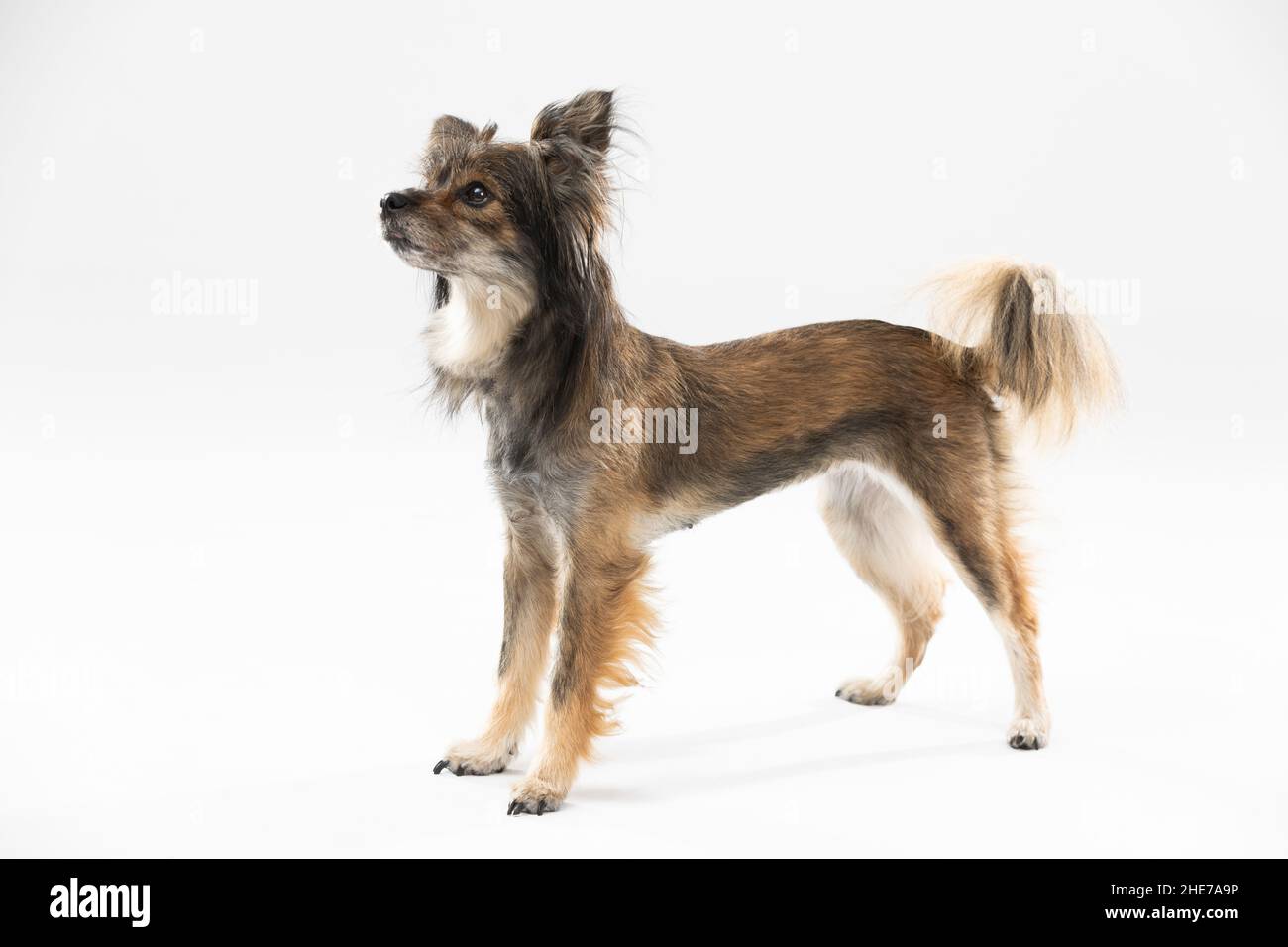 Side view of a standing dog looking ahead. Multi-breed dog Stock Photo ...