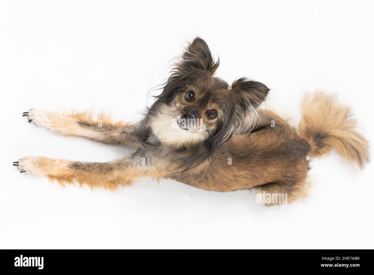 View from above as the dog lies down and looks up straight into the ...