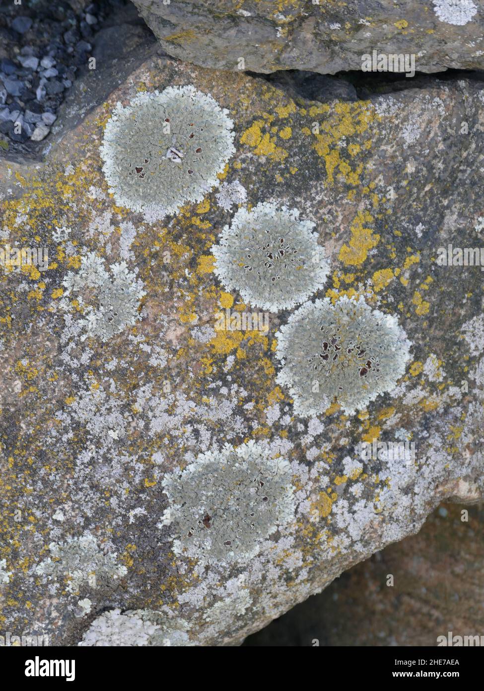 Close Up Photograph of Gray Rocks Growing Light Green Lichen Creating a ...