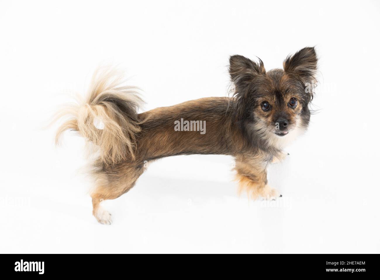 An overhead view of a standing dog looking into the camera. Multi-breed ...