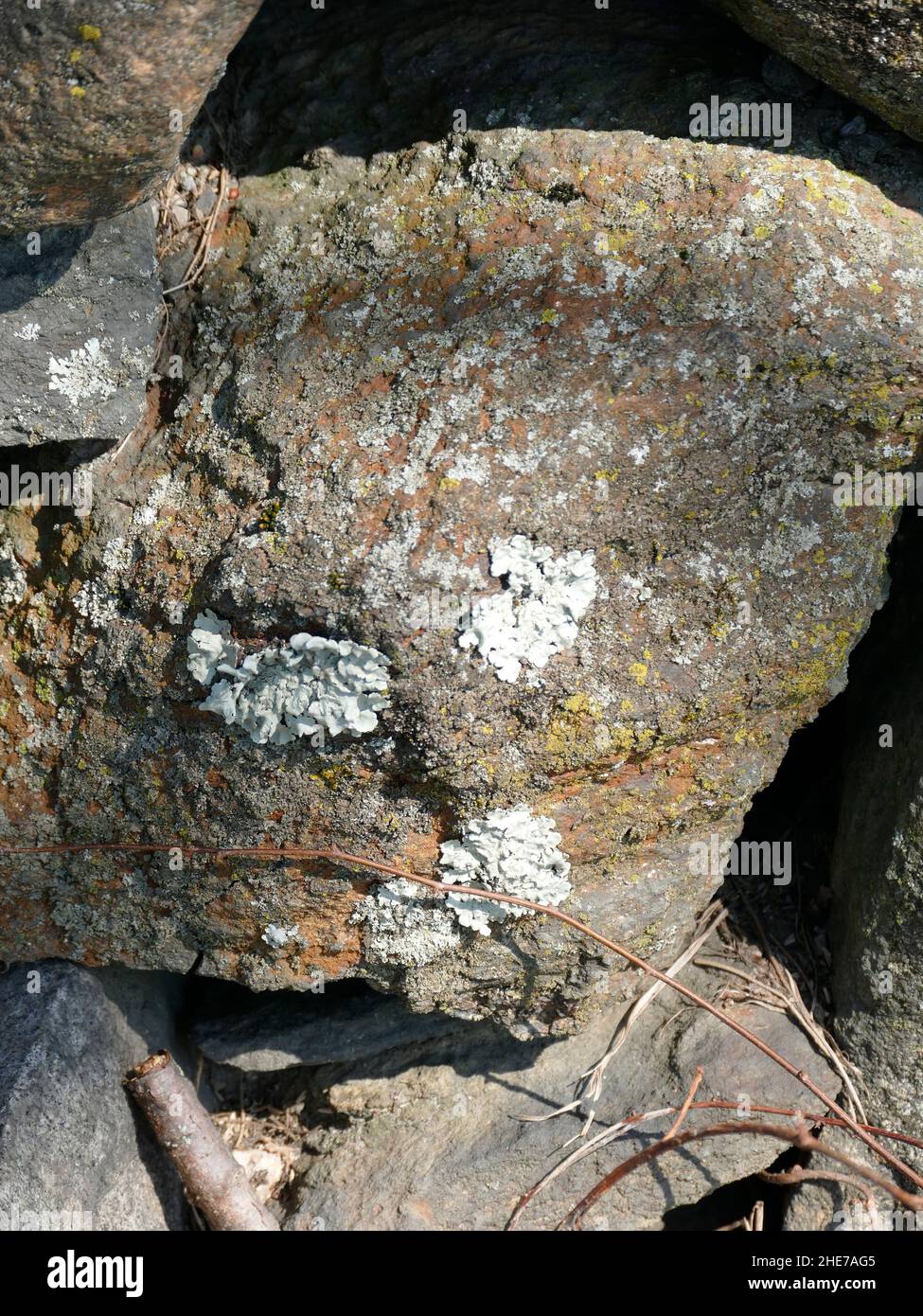 Close Up Photograph of Gray Rocks Growing Light Green Lichen Creating a ...