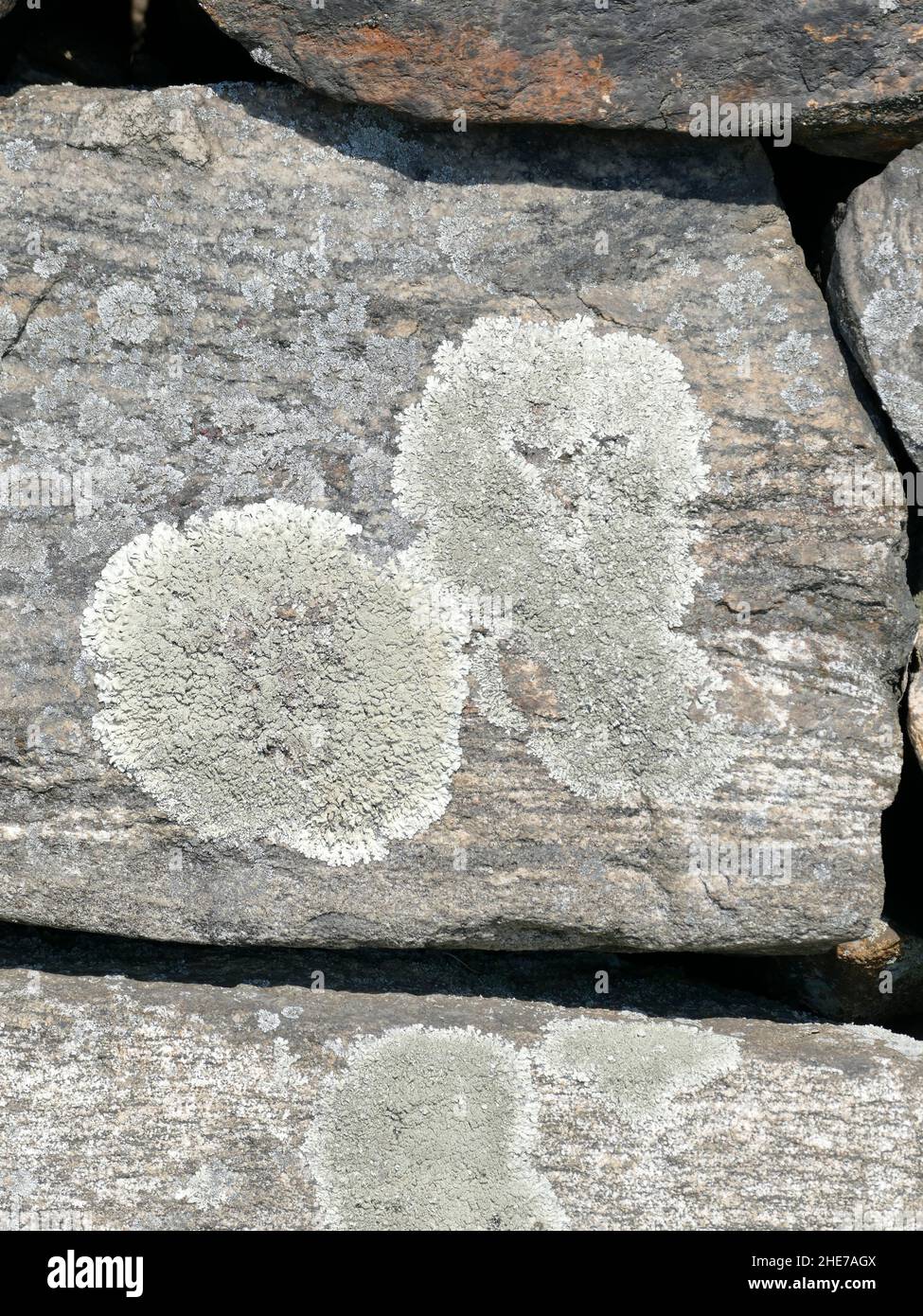 Close Up Photograph of Gray Rocks Growing Light Green Lichen Creating a ...