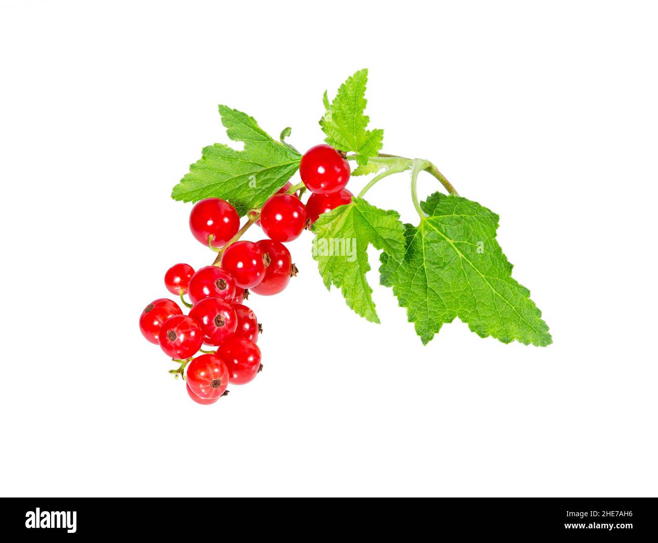 Currant berries with leaf isolated on white background Stock Photo - Alamy