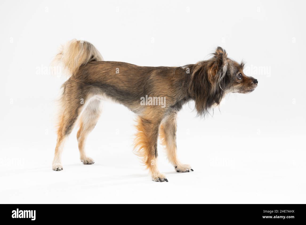 Side view of a standing dog looking ahead. Multi-breed dog Stock Photo ...