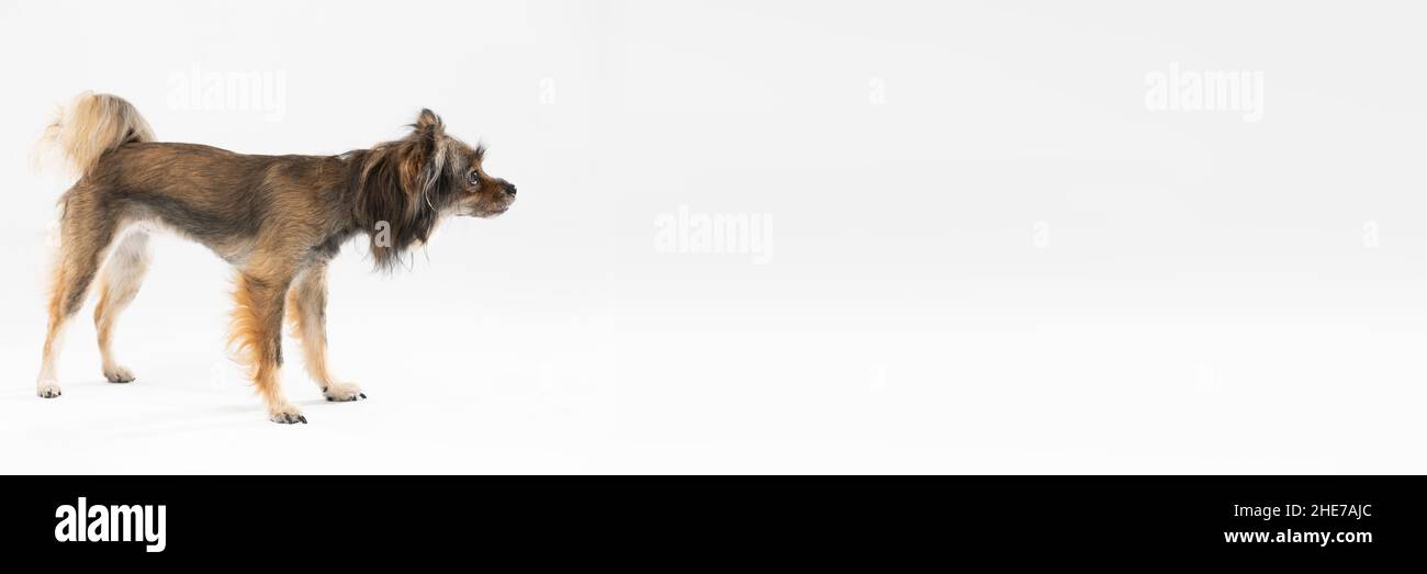 Panoramic side view of a standing dog looking ahead. Multi-breed dog ...