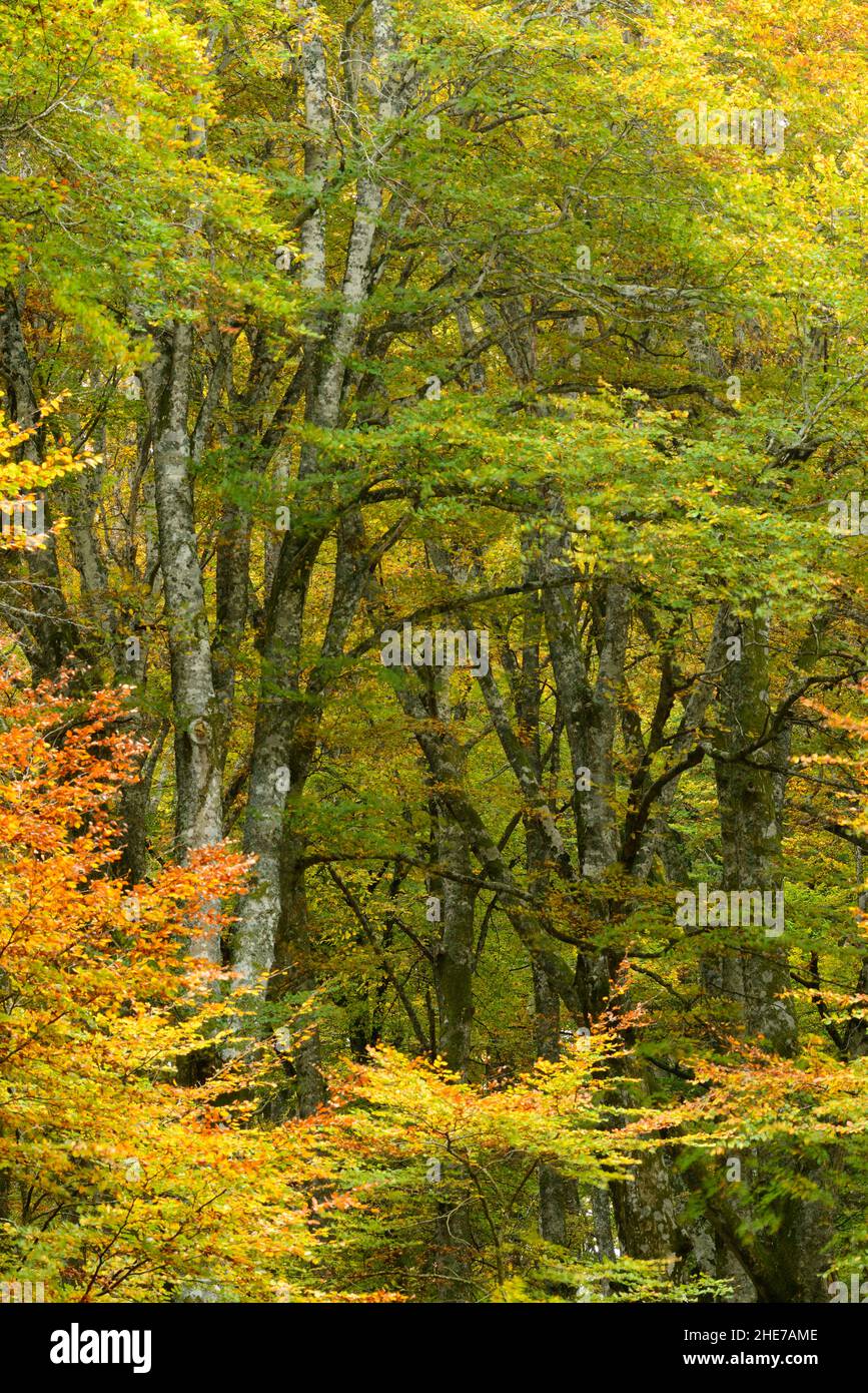 Detail of a beech hi-res stock photography and images - Alamy
