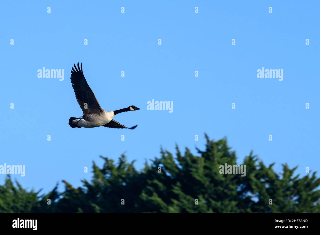 One goose in flight with blue sky Stock Photo - Alamy
