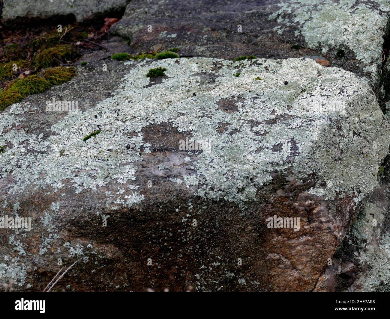 Close Up Photograph of Gray Rocks Growing Light Green Lichen Creating a ...