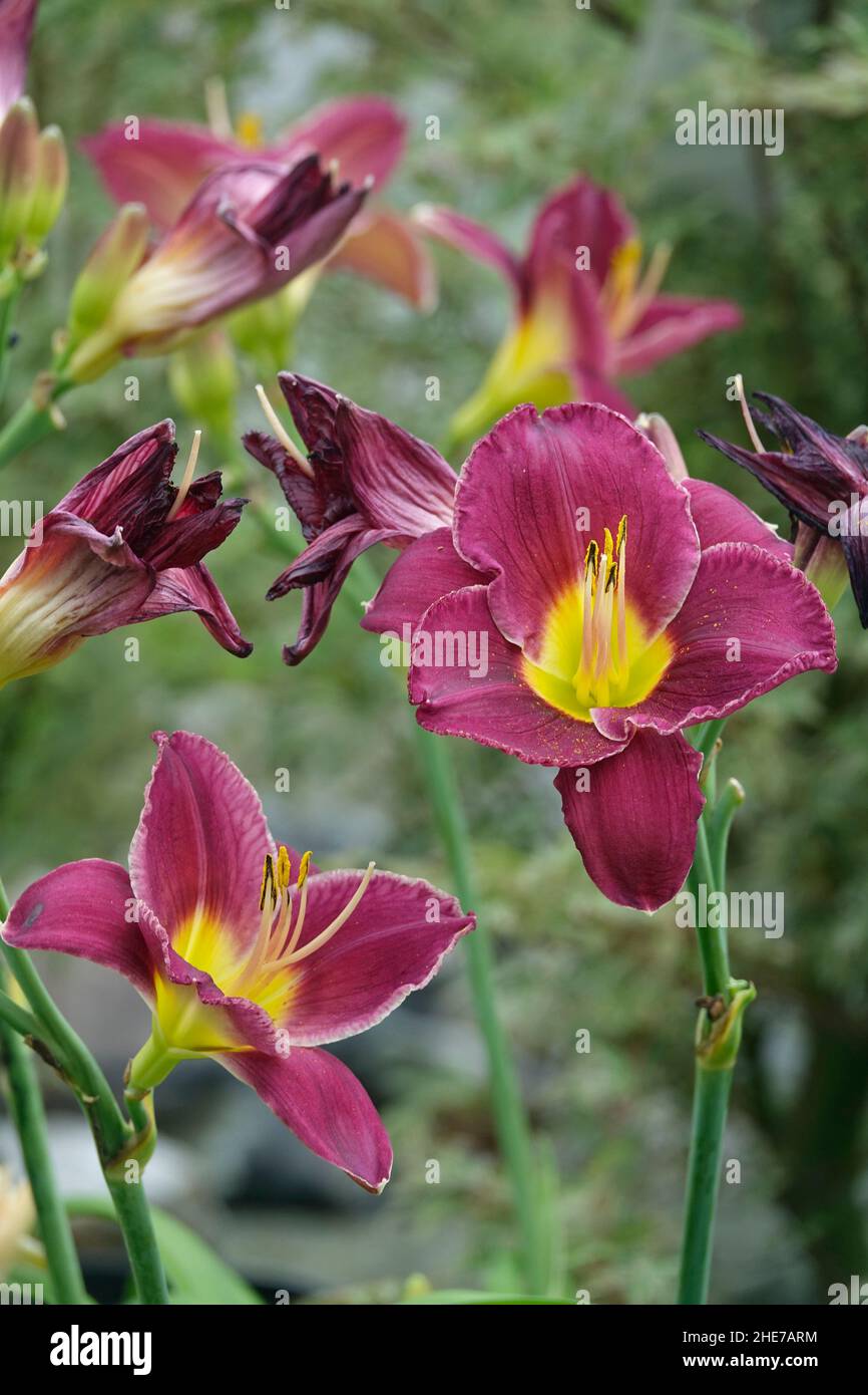 Hemerocallis Daylily Daylilies Red Petals Yellow Center eye throat zone ...