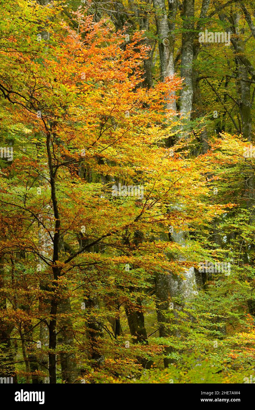 Detail of a beech tree forest in autumn foliage in Italy Stock Photo ...