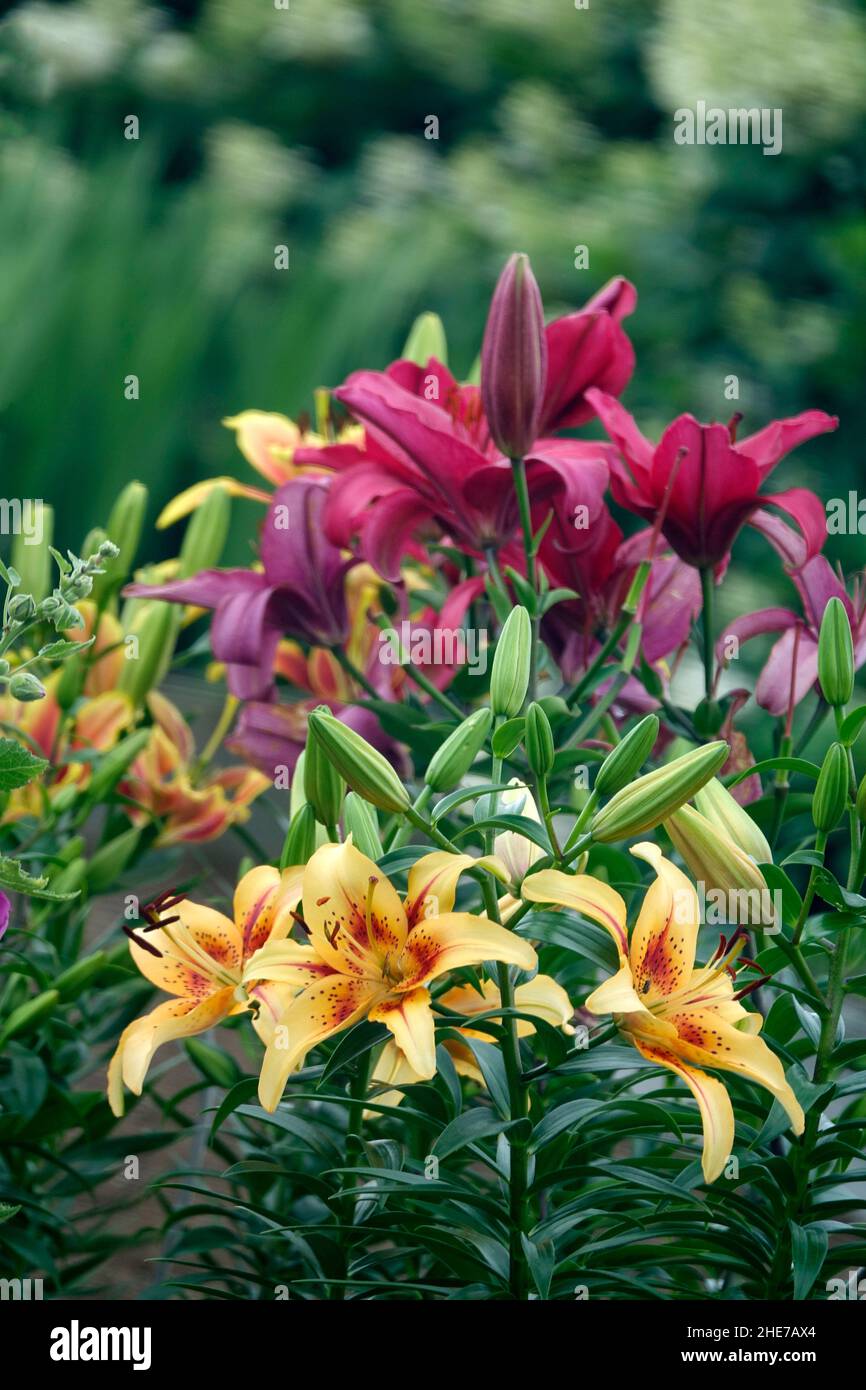 Asiatic lilies tiny ghost hi-res stock photography and images - Alamy