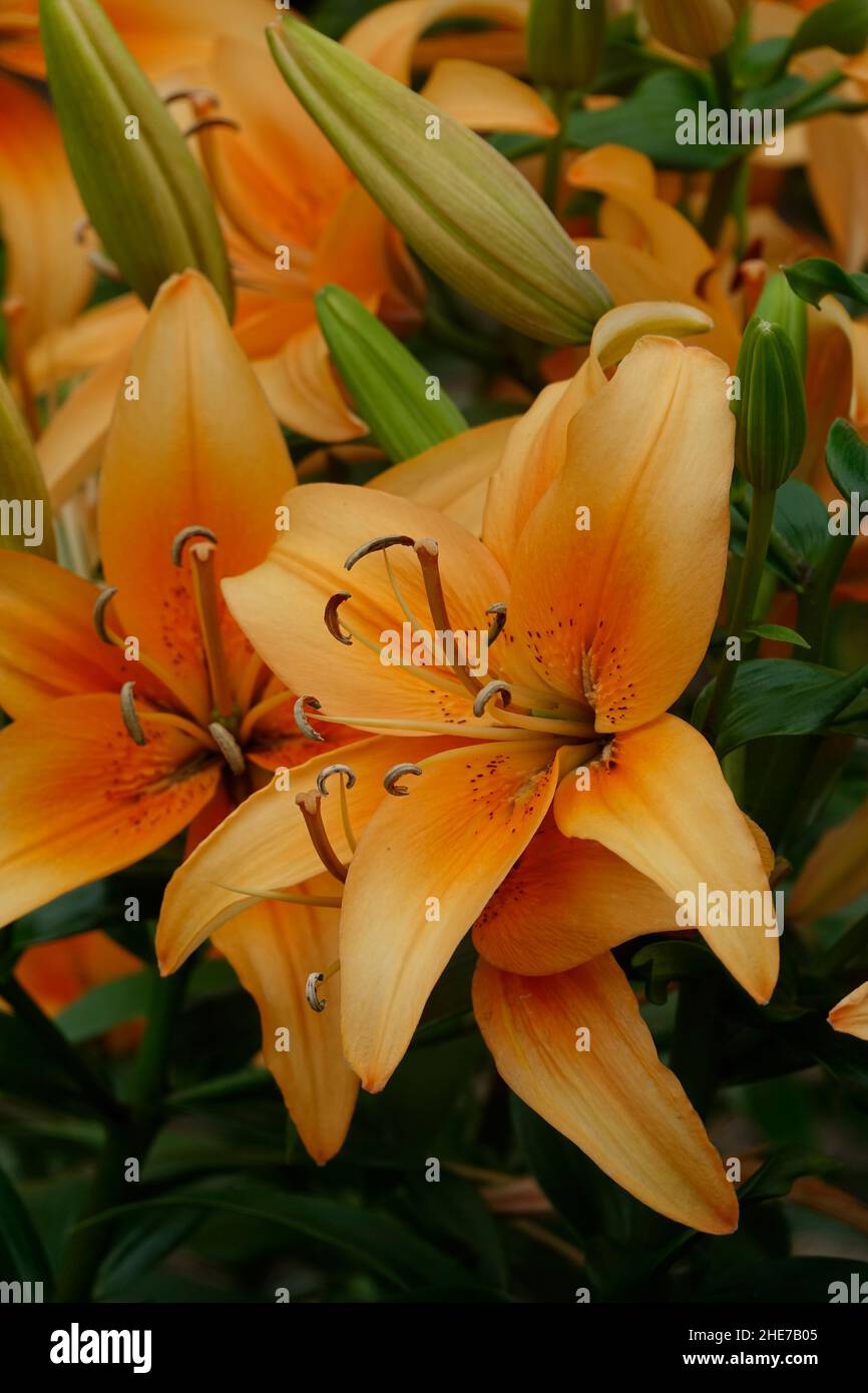 A Cluster of Orange Asiatic Lilies, Lilium Bulbiferum Flowers and Buds ...