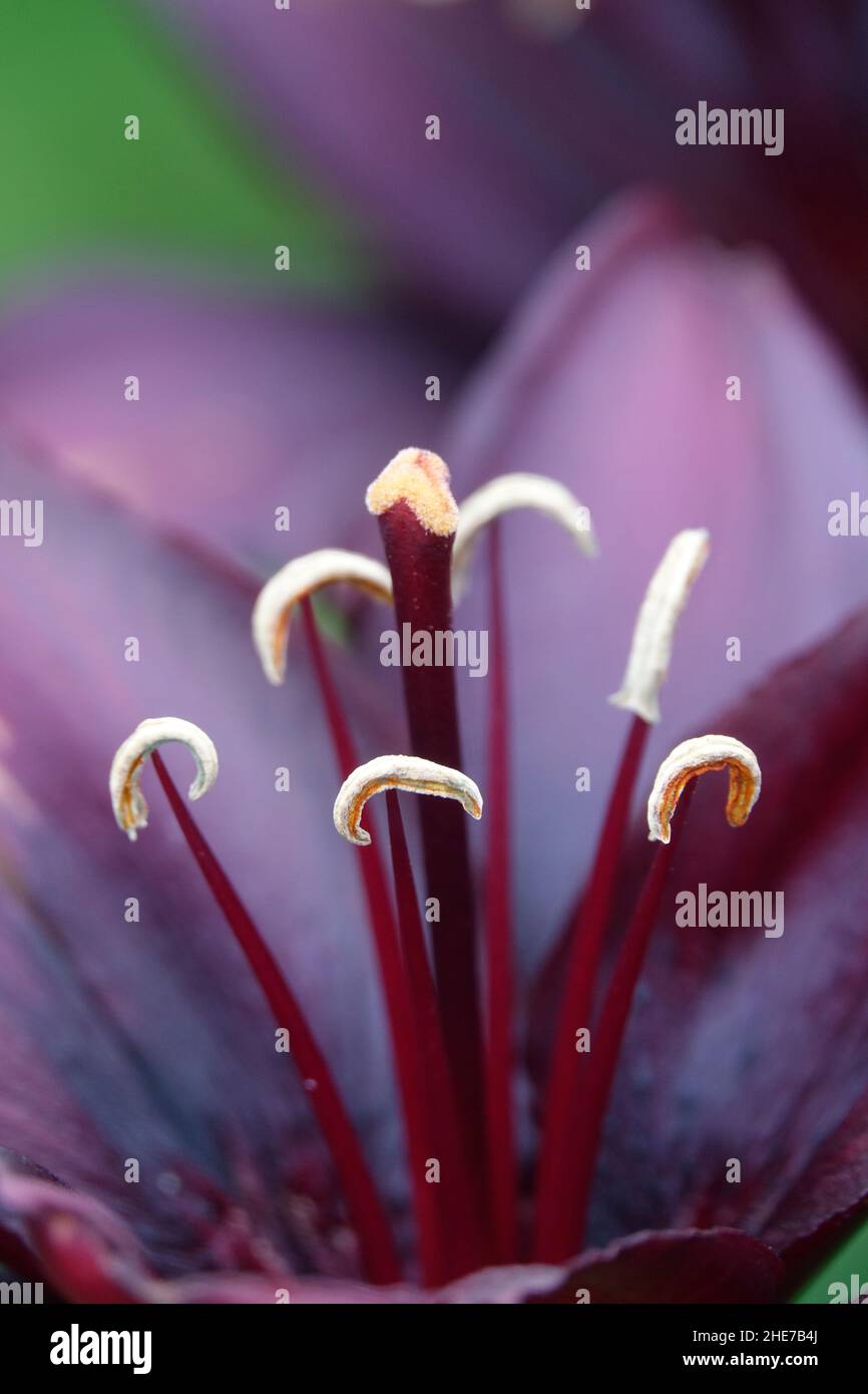 Lily Mapira, Maroon Lilies Burgundy Blooms, Asiatic Lily, Dark Lilies ...