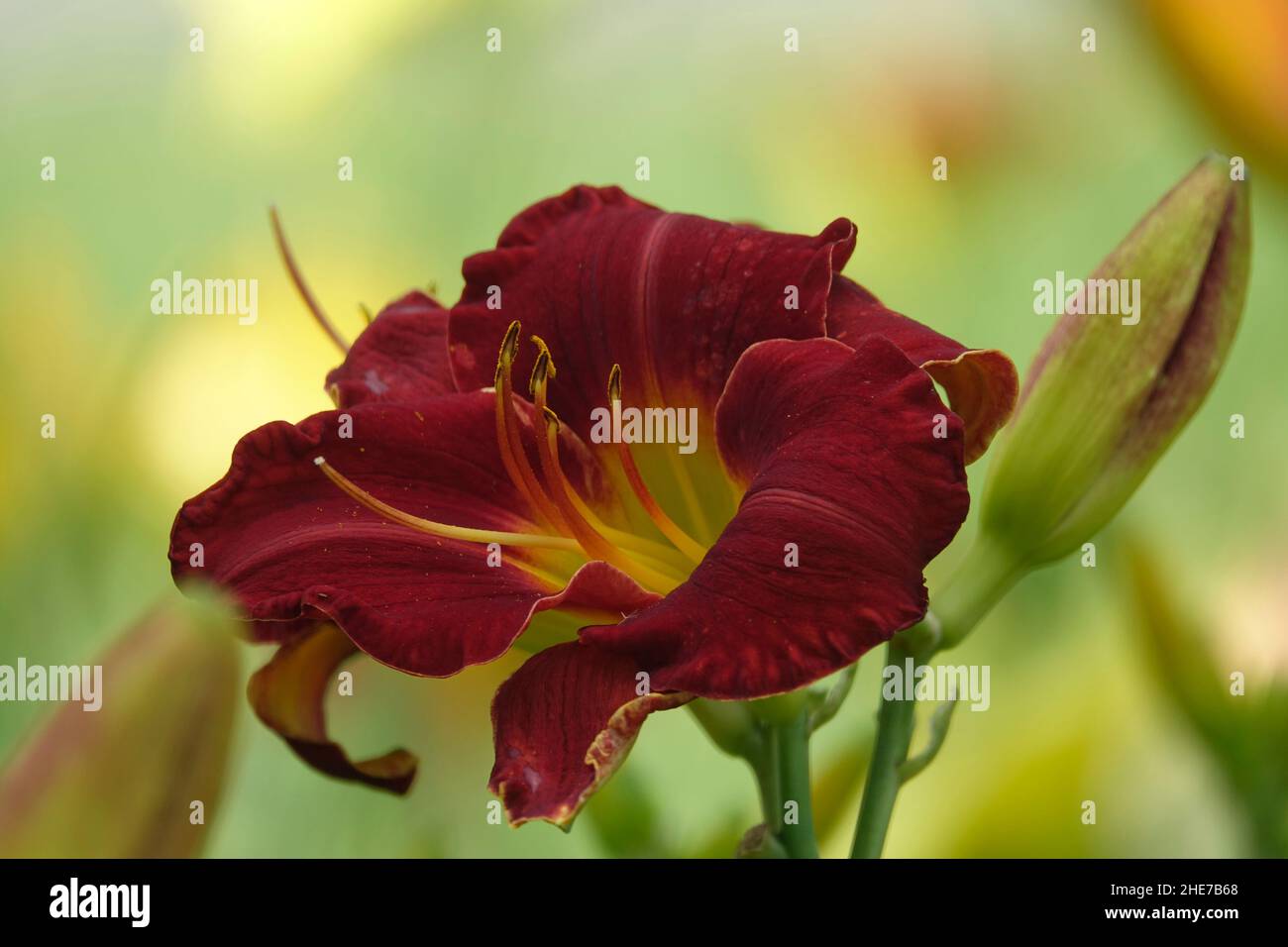 Hemerocallis Daylily Daylilies Red Petals Yellow Center eye throat zone ...