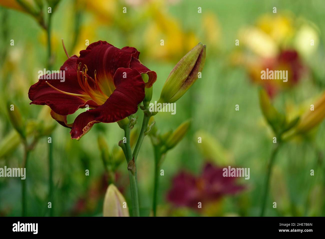 Hemerocallis Daylily Daylilies Red Petals Yellow Center eye throat zone ...