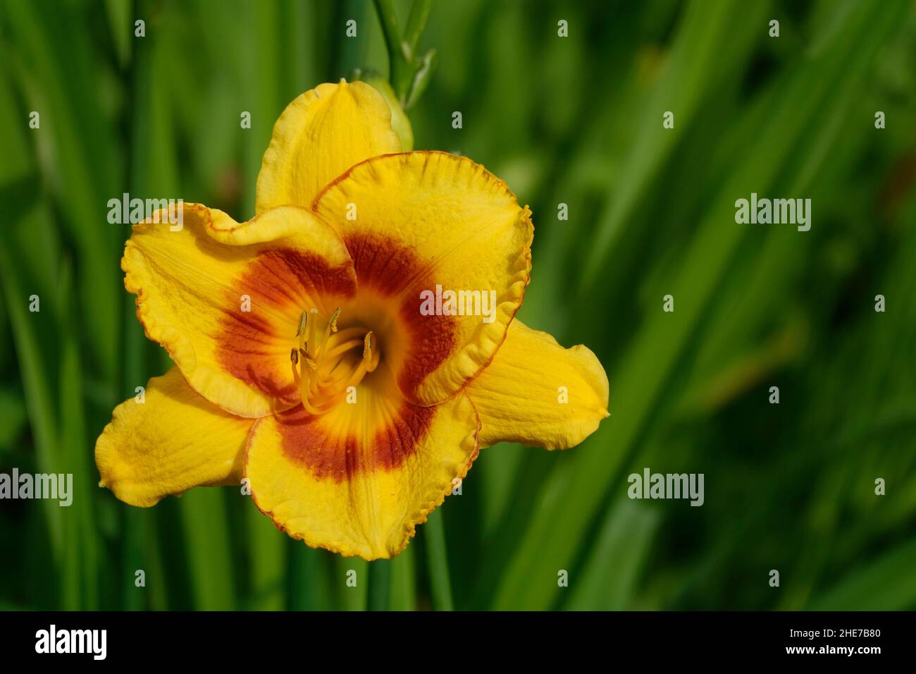 Yellow Day Lily with Soft Yellow Petals and Red Center Throat, Red ...