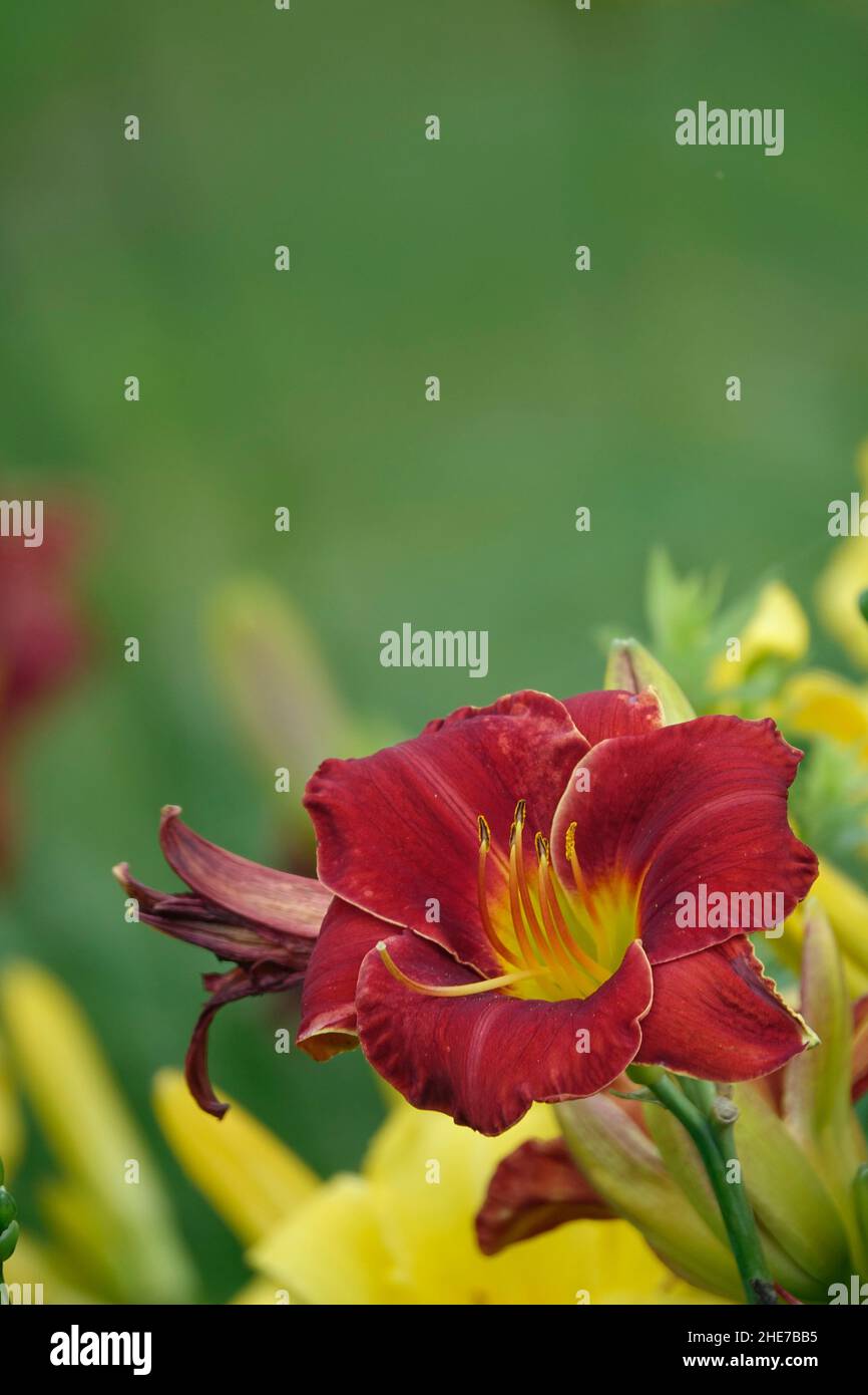 Hemerocallis Daylily Day Lily Red Petals with Yellow Center eye throat ...