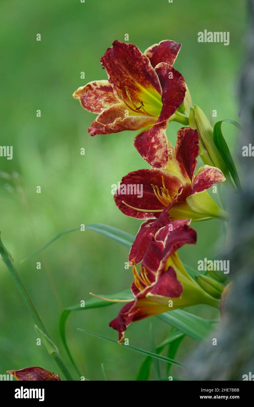 Hemerocallis Daylily Daylilies Red Petals Yellow Center eye throat zone ...