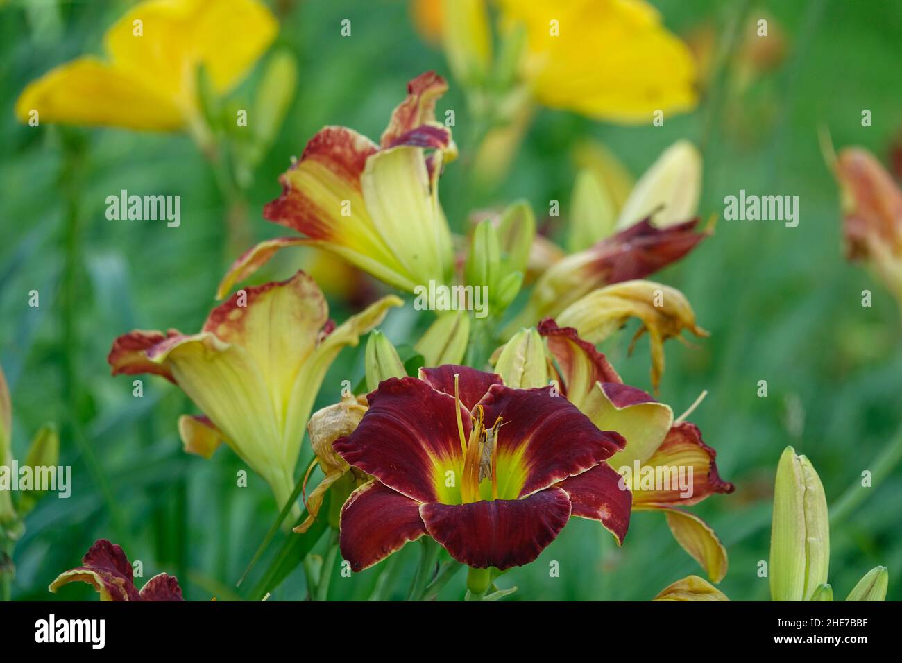 Hemerocallis Daylily Daylilies Red Petals Yellow Center eye throat zone ...