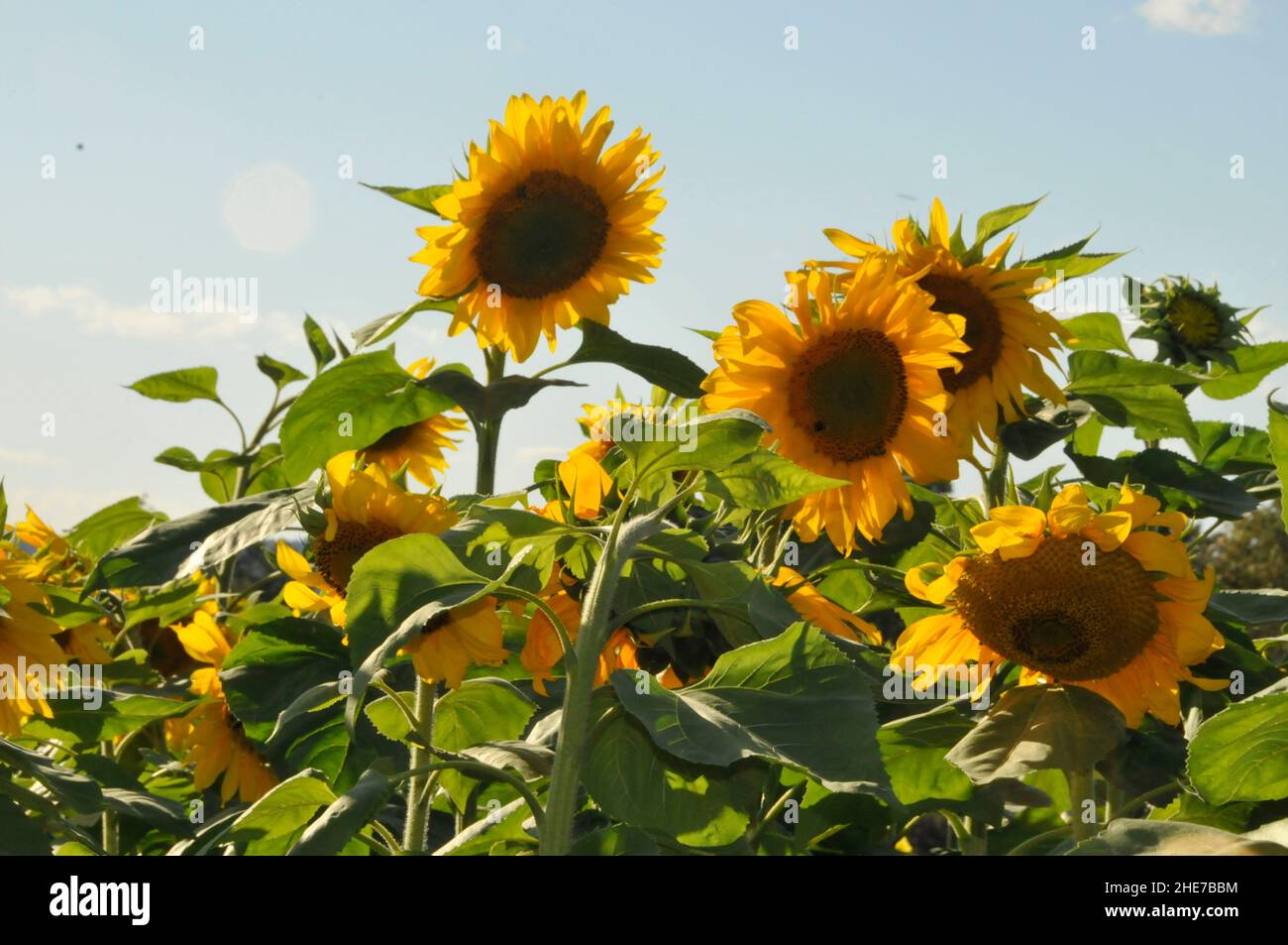 A Cluster of Giant Russian Mammoth Sunflowers in a Sunflower Farm on a ...
