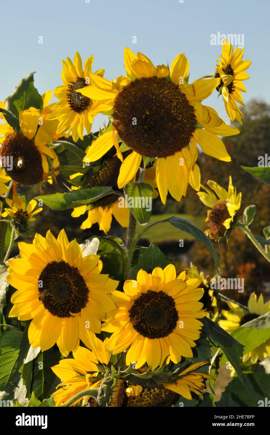 A Cluster of Bright Yellow Suntastic Sunflowers in a Garden Stock Photo ...