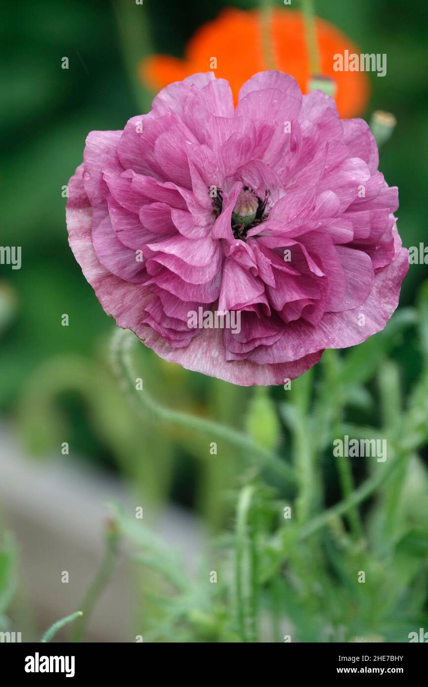 Purple Persian Buttercup, Ranunculus Asiaticus Flower in a Garden Stock ...