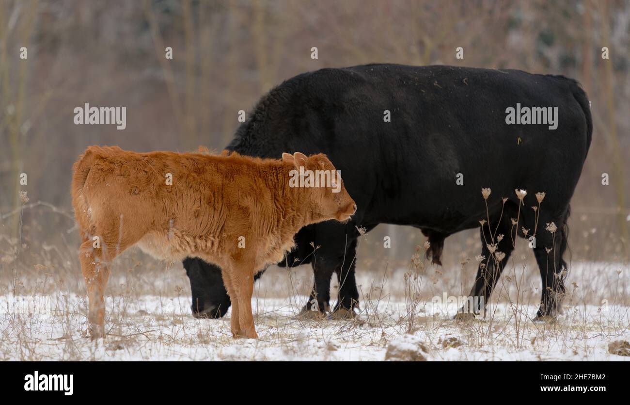 Cow standing in winter hi-res stock photography and images - Alamy