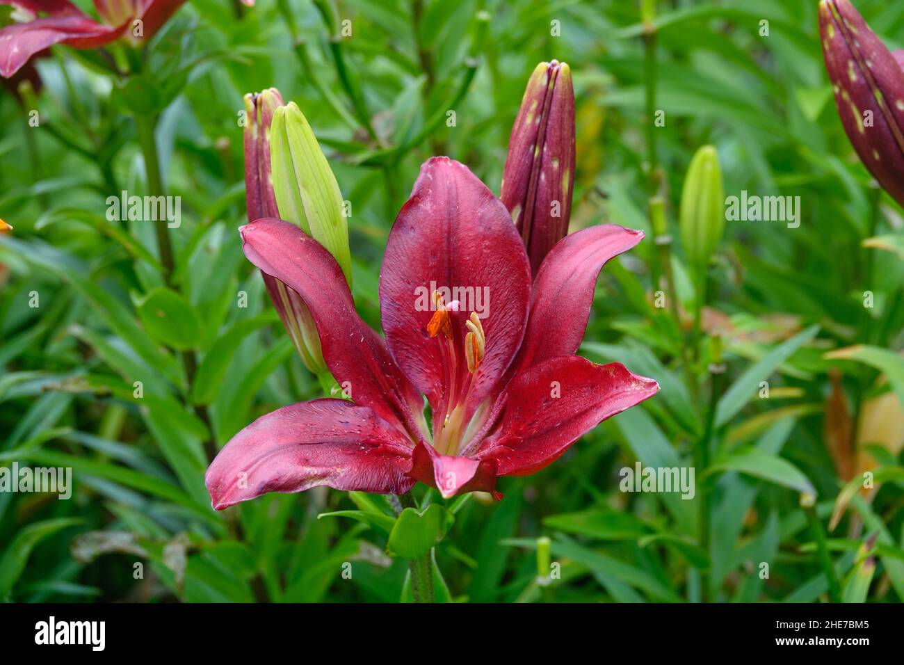 Tiny Ghost Asiatic Lily