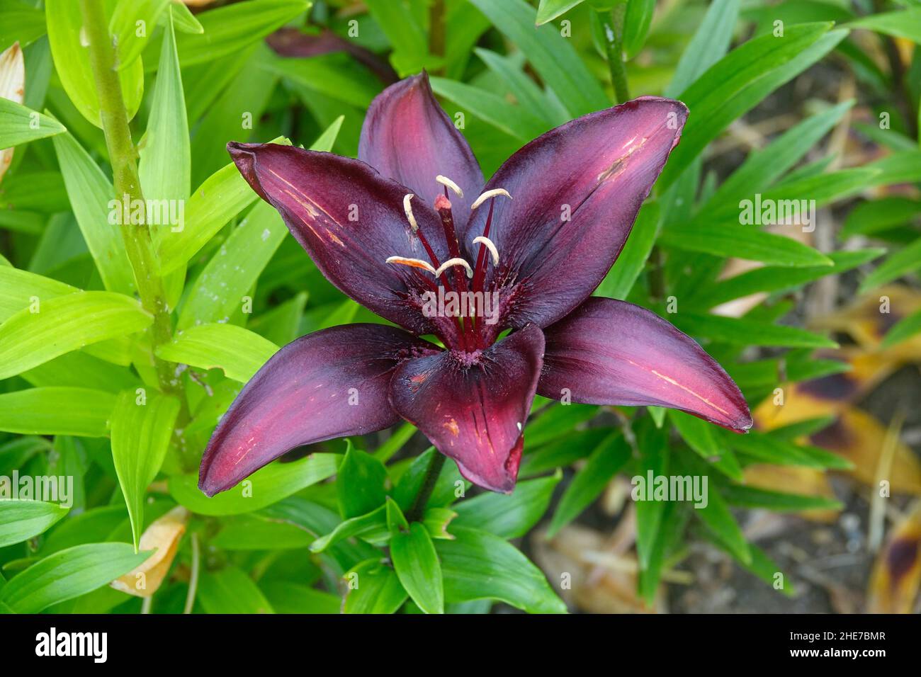 Deep purple maroon blooms hi-res stock photography and images - Alamy