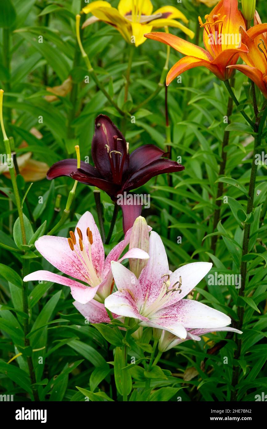 Cluster of Colorful Lilies in a Flower Garden, Burgundy Mapira, Pink ...