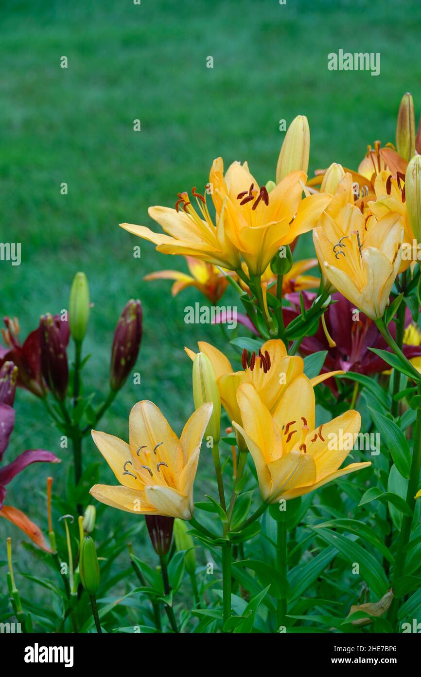 Cluster of Colorful Lilies in a Multicolored Garden, Orange Apricot ...