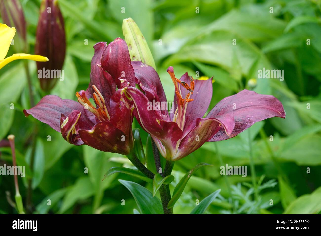 Lily Mapira, Maroon Lilies Burgundy Blooms, Asiatic Lily, Dark Lilies ...