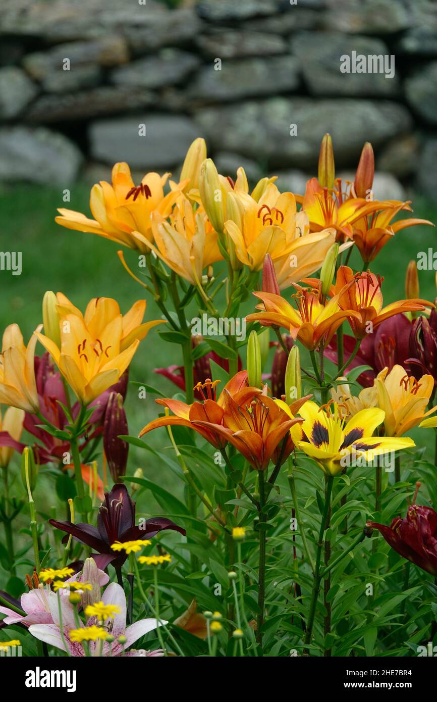 Cluster of Colorful Lilies in a Garden Orange Apricot Royal Trinity ...